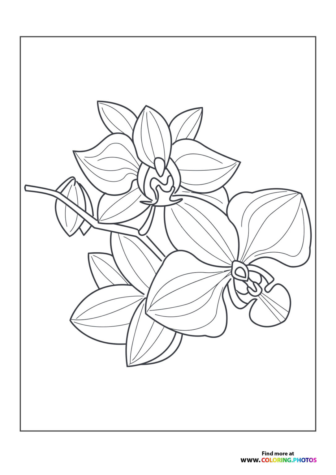 Orchid flower - Coloring Pages for kids
