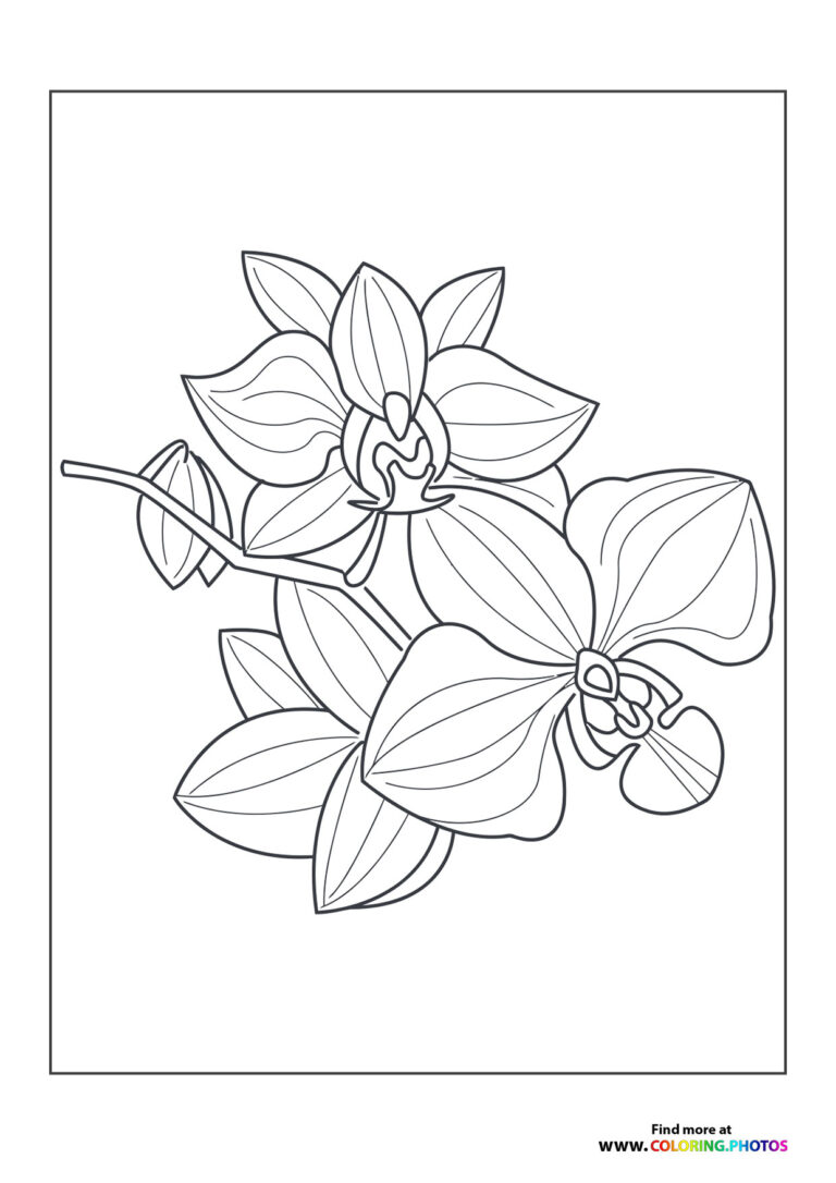 Orchid flower - Coloring Pages for kids