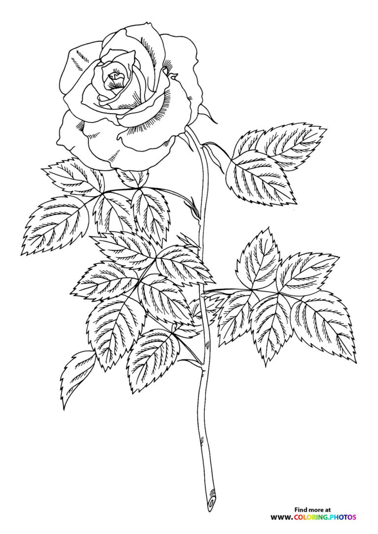 Valentines rose - Coloring Pages for kids